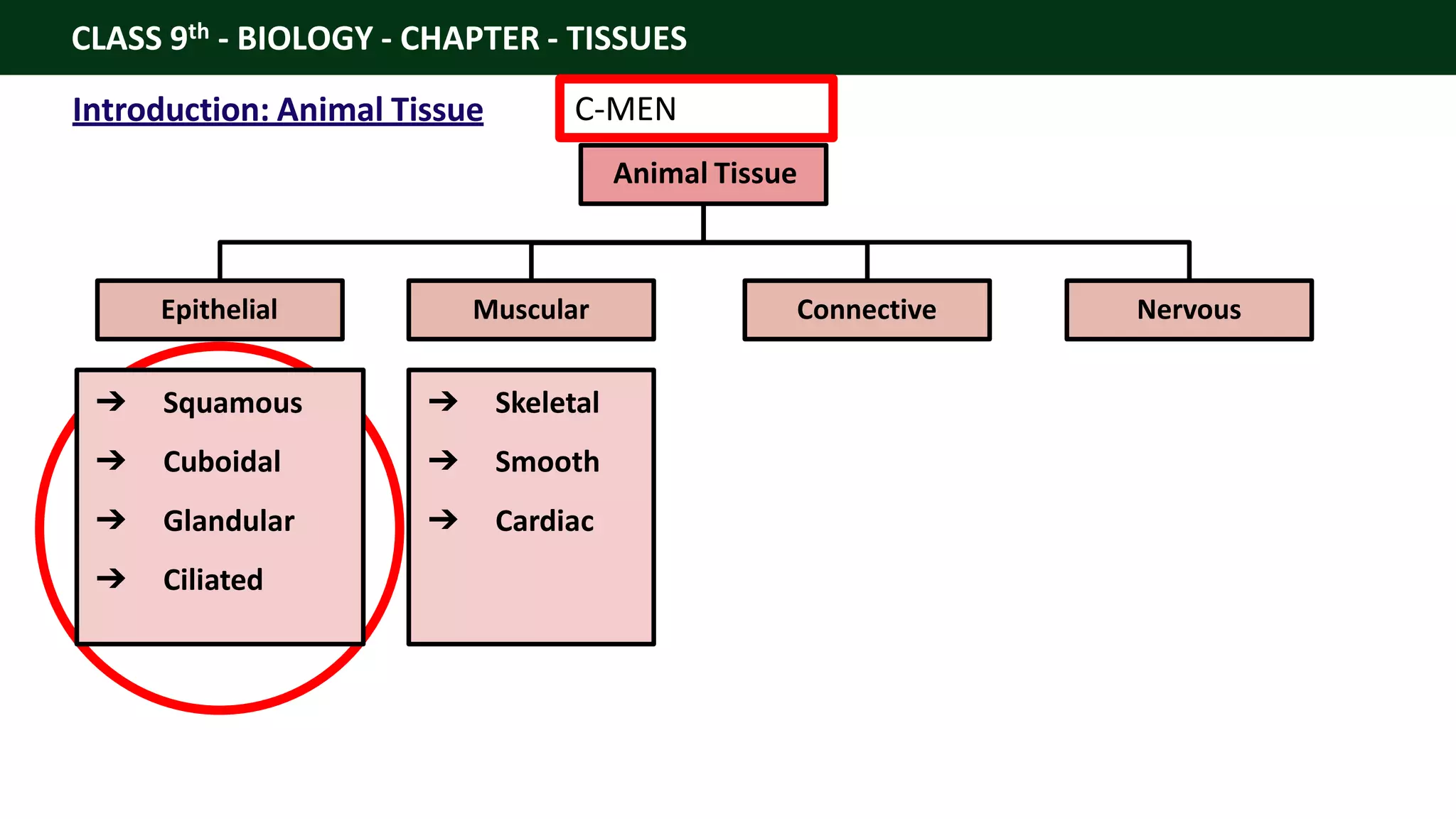 9th Biology - Chapter 2 Tissues.pptx | Gardening | Home & Garden