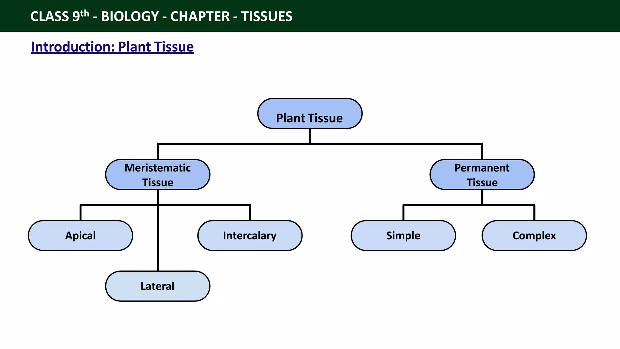 9th Biology - Chapter 2 Tissues.pptx