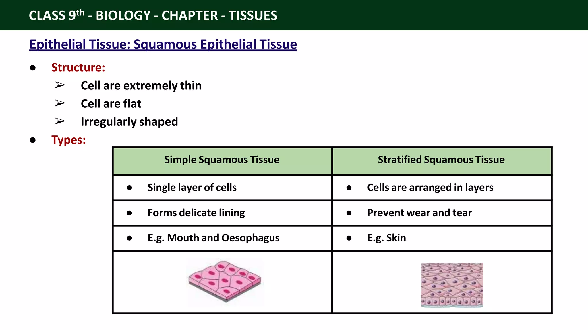 9th Biology - Chapter 2 Tissues.pptx | Gardening | Home & Garden