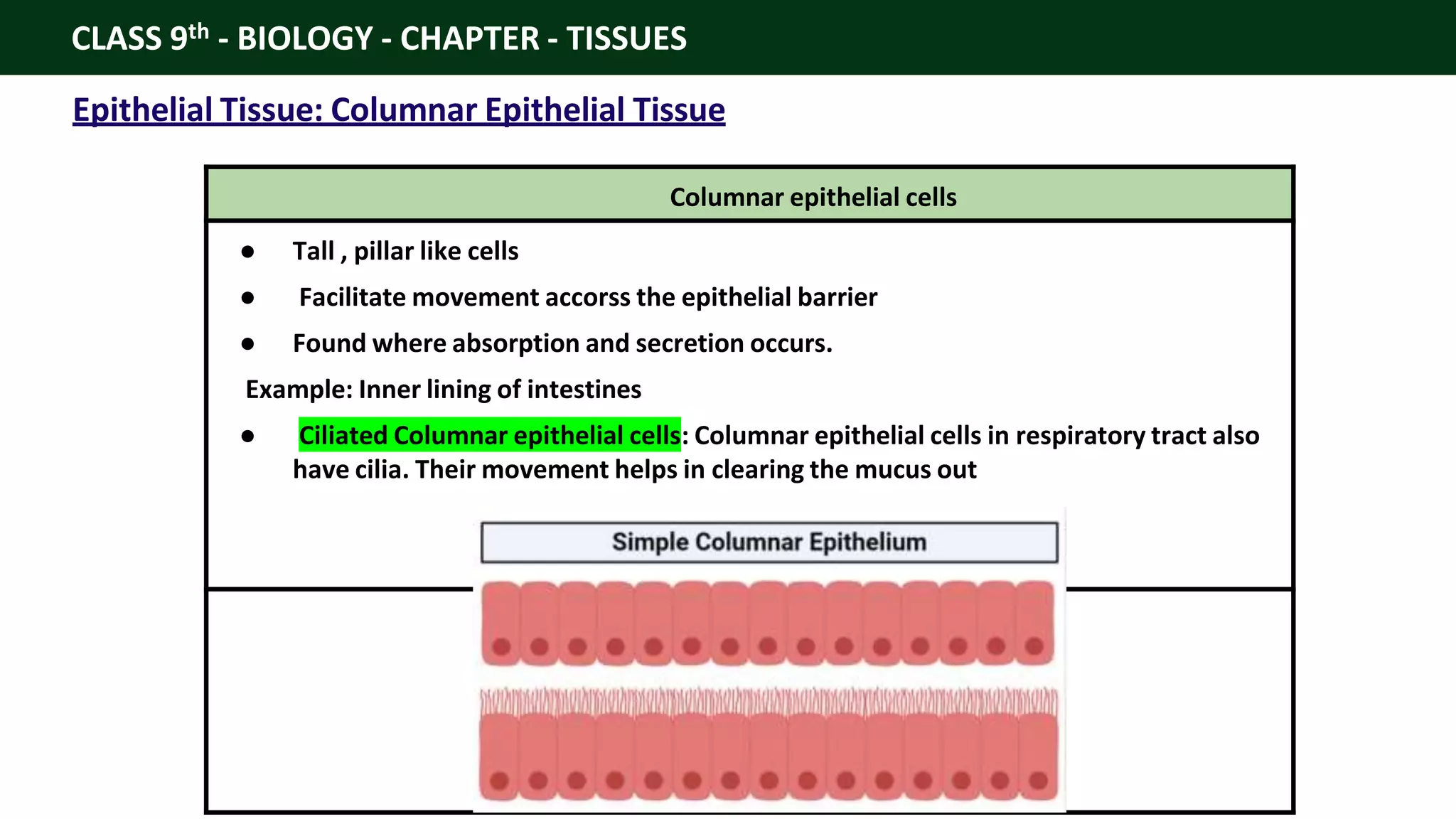 9th Biology - Chapter 2 Tissues.pptx