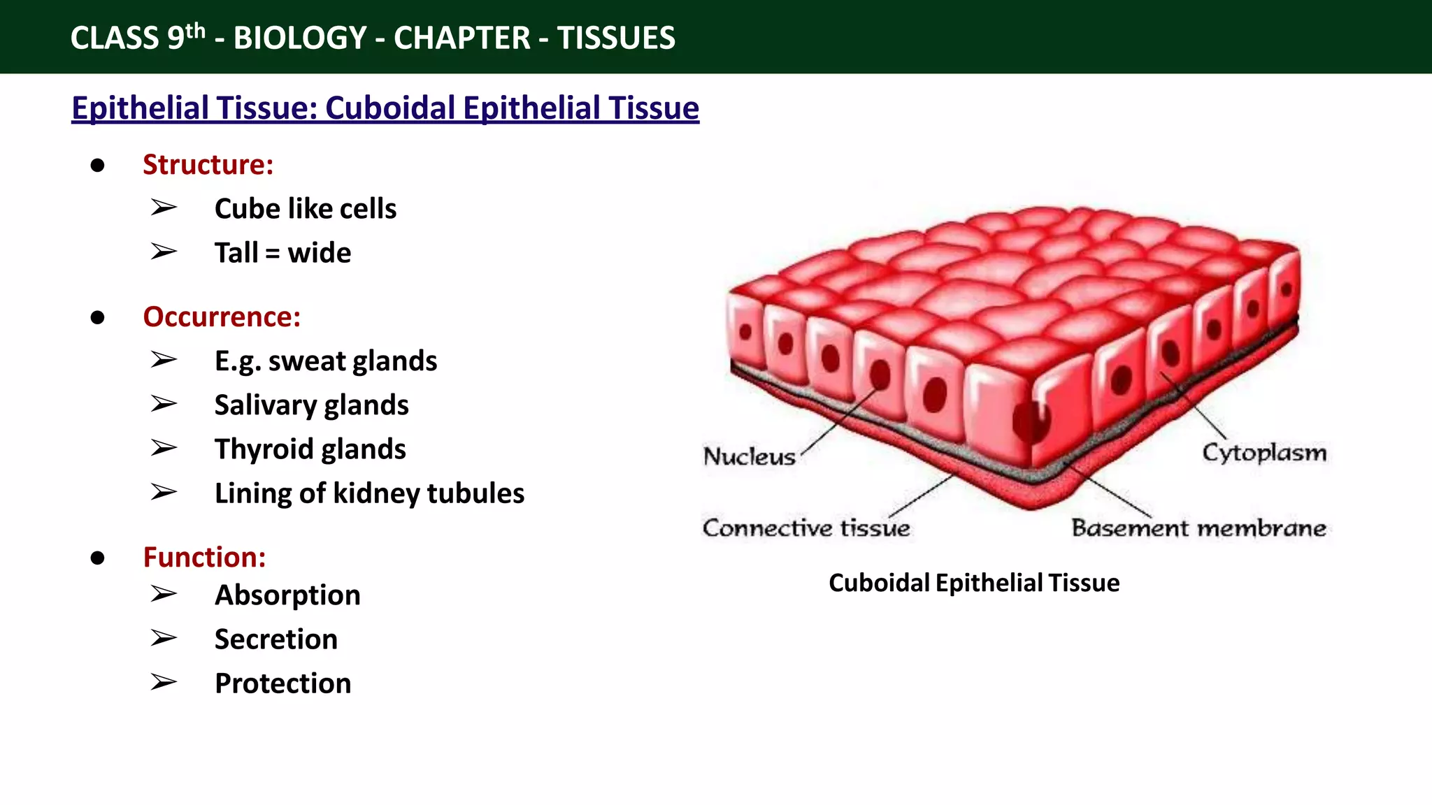 9th Biology - Chapter 2 Tissues.pptx | Gardening | Home & Garden
