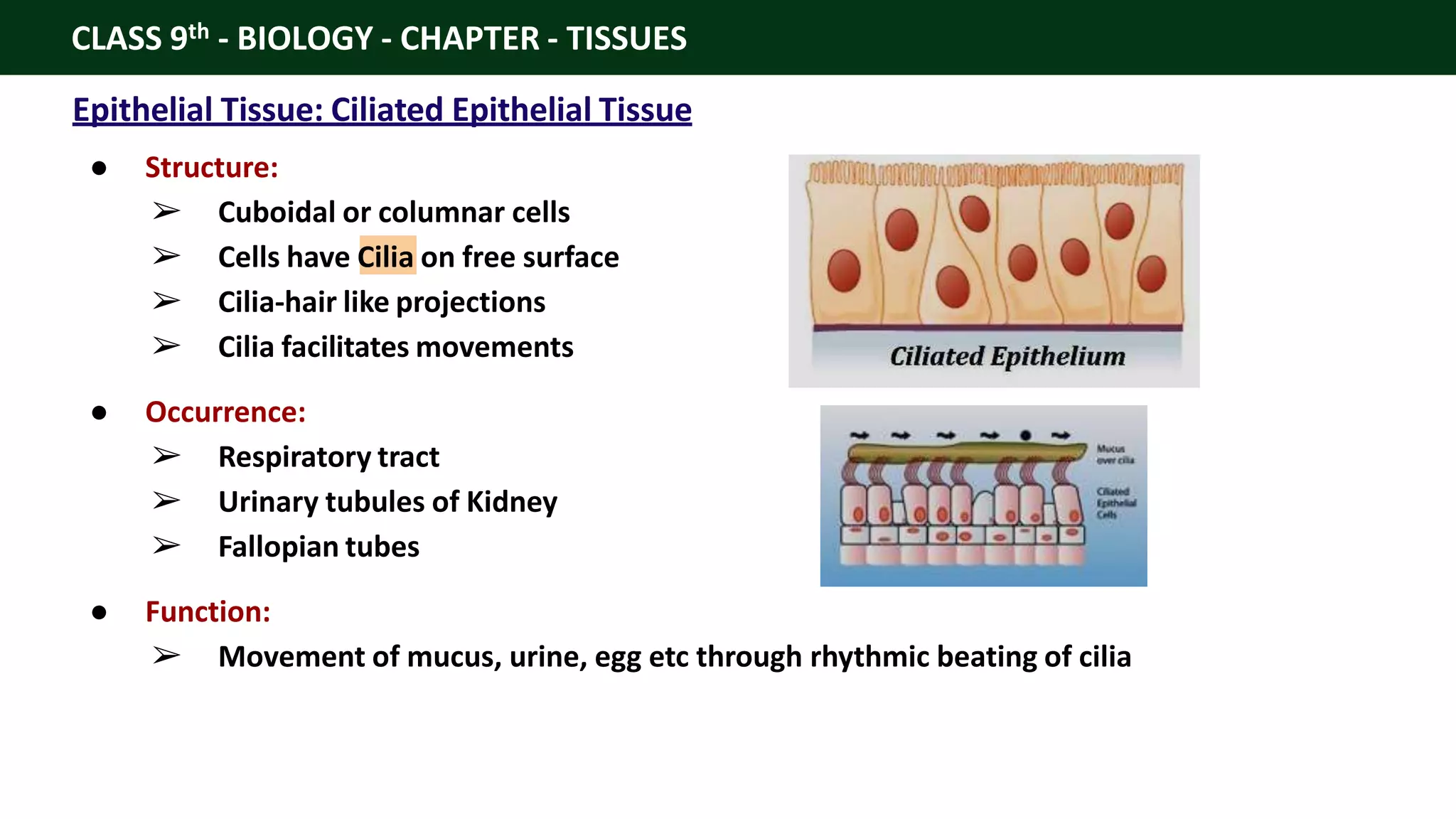 9th Biology - Chapter 2 Tissues.pptx | Gardening | Home & Garden