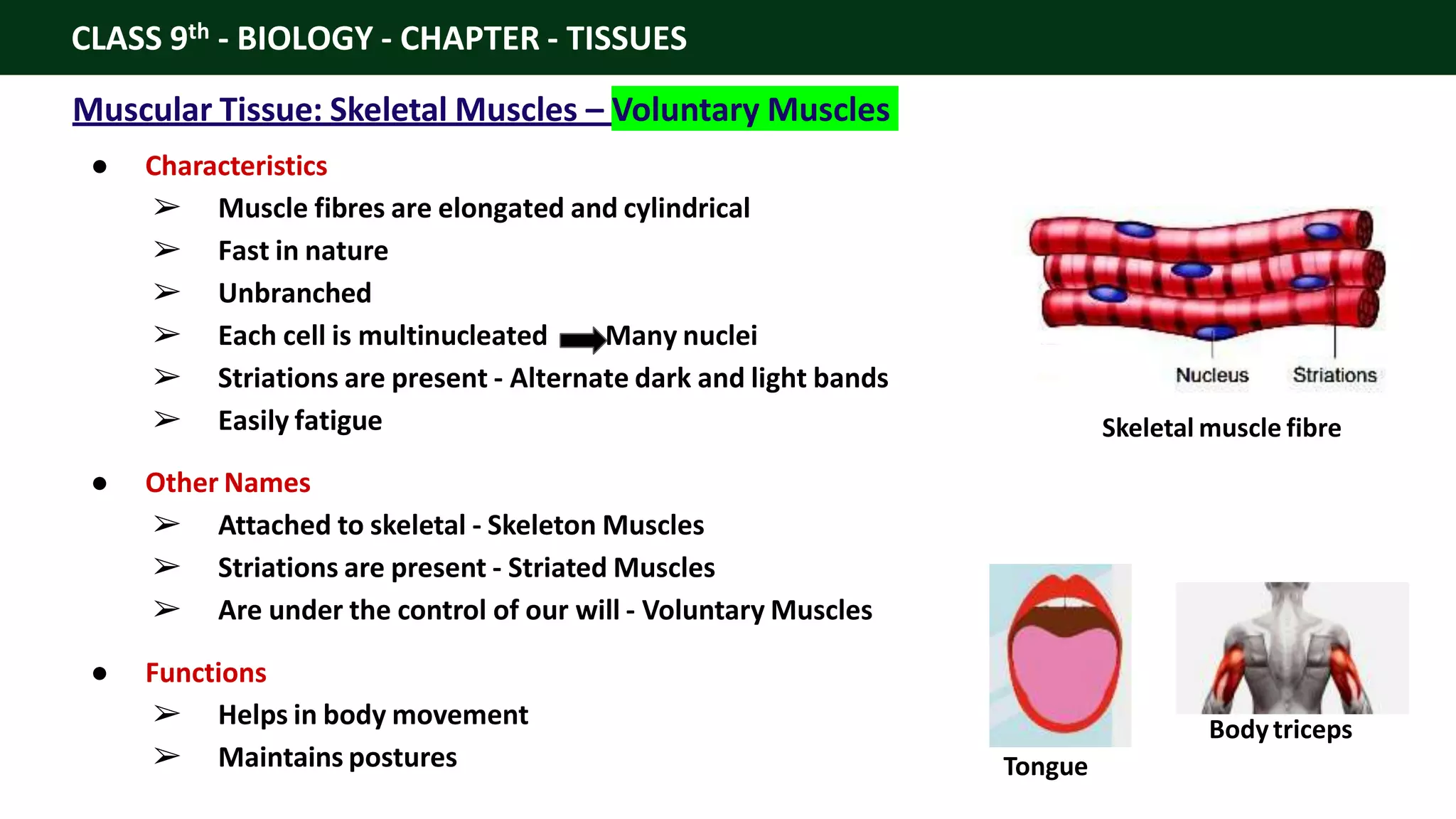 9th Biology - Chapter 2 Tissues.pptx | Gardening | Home & Garden
