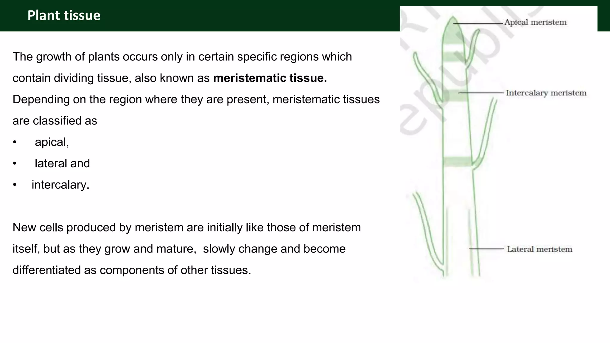 9th Biology - Chapter 2 Tissues.pptx