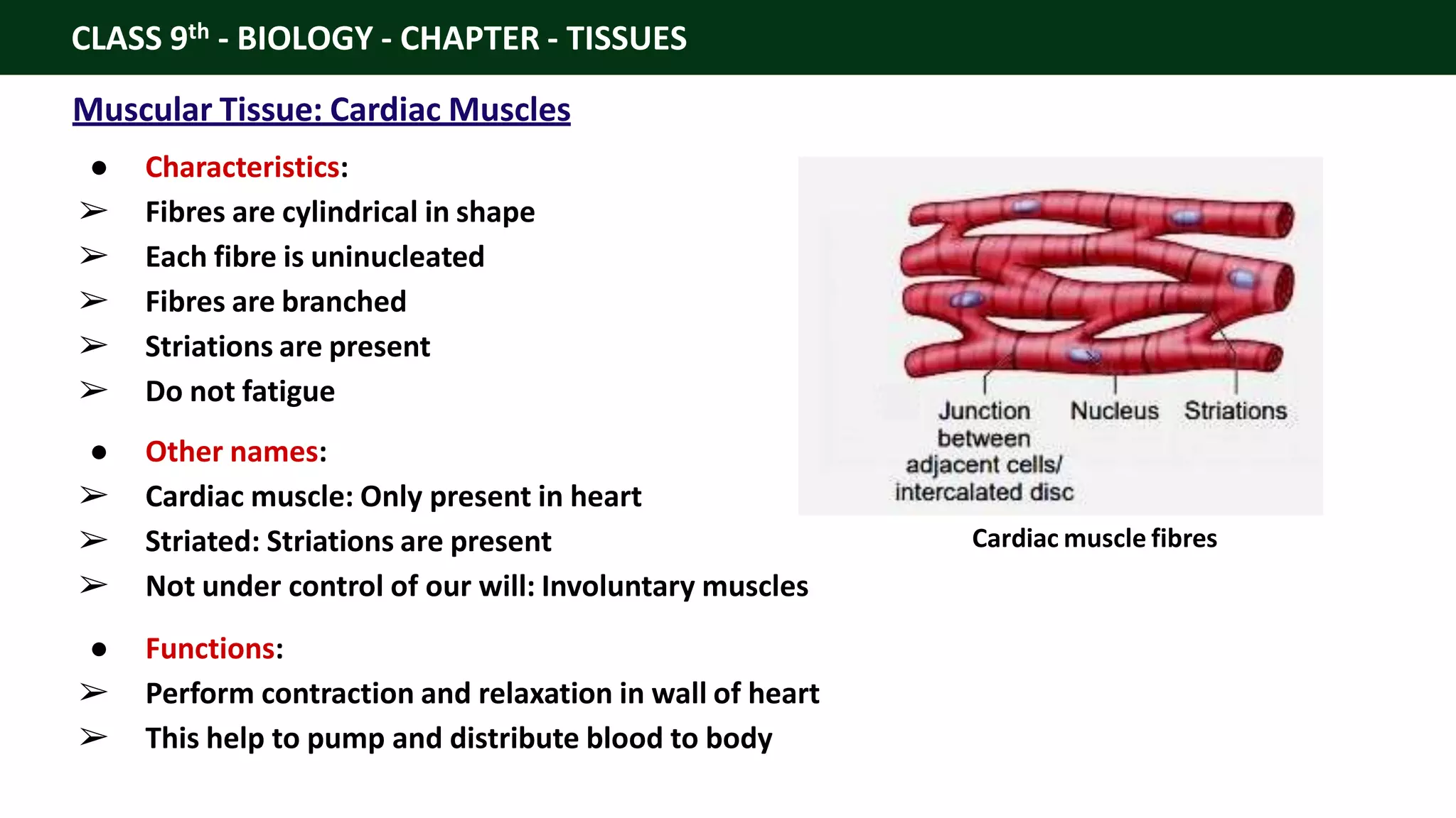9th Biology - Chapter 2 Tissues.pptx