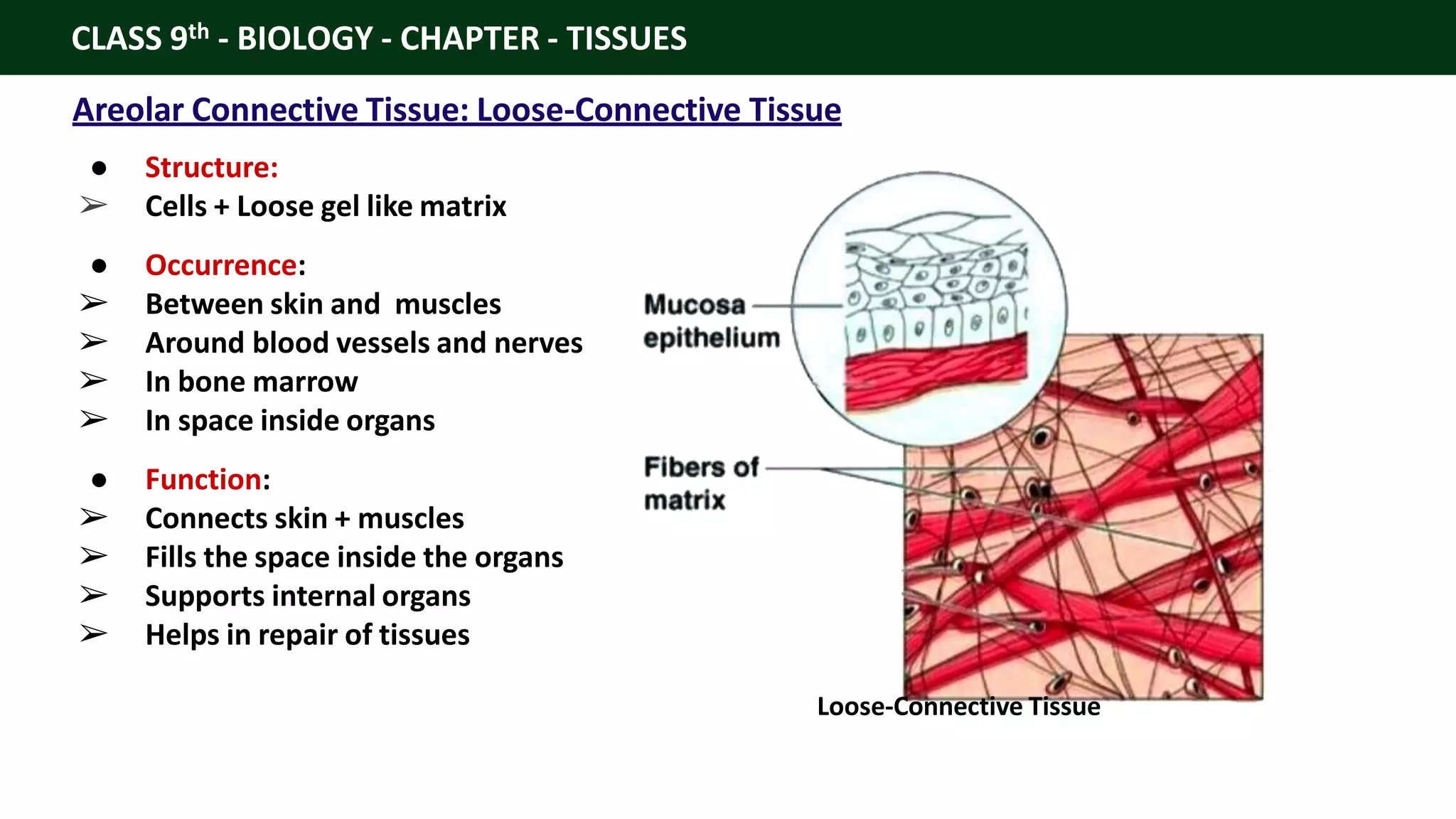9th Biology - Chapter 2 Tissues.pptx