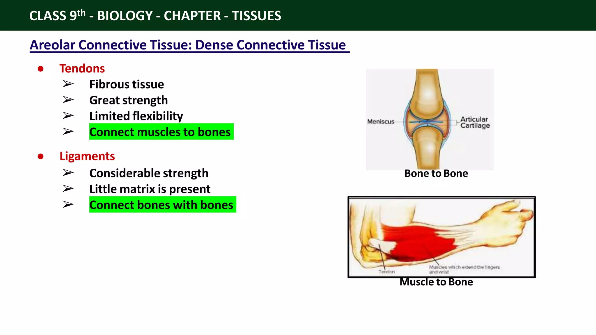 9th Biology - Chapter 2 Tissues.pptx