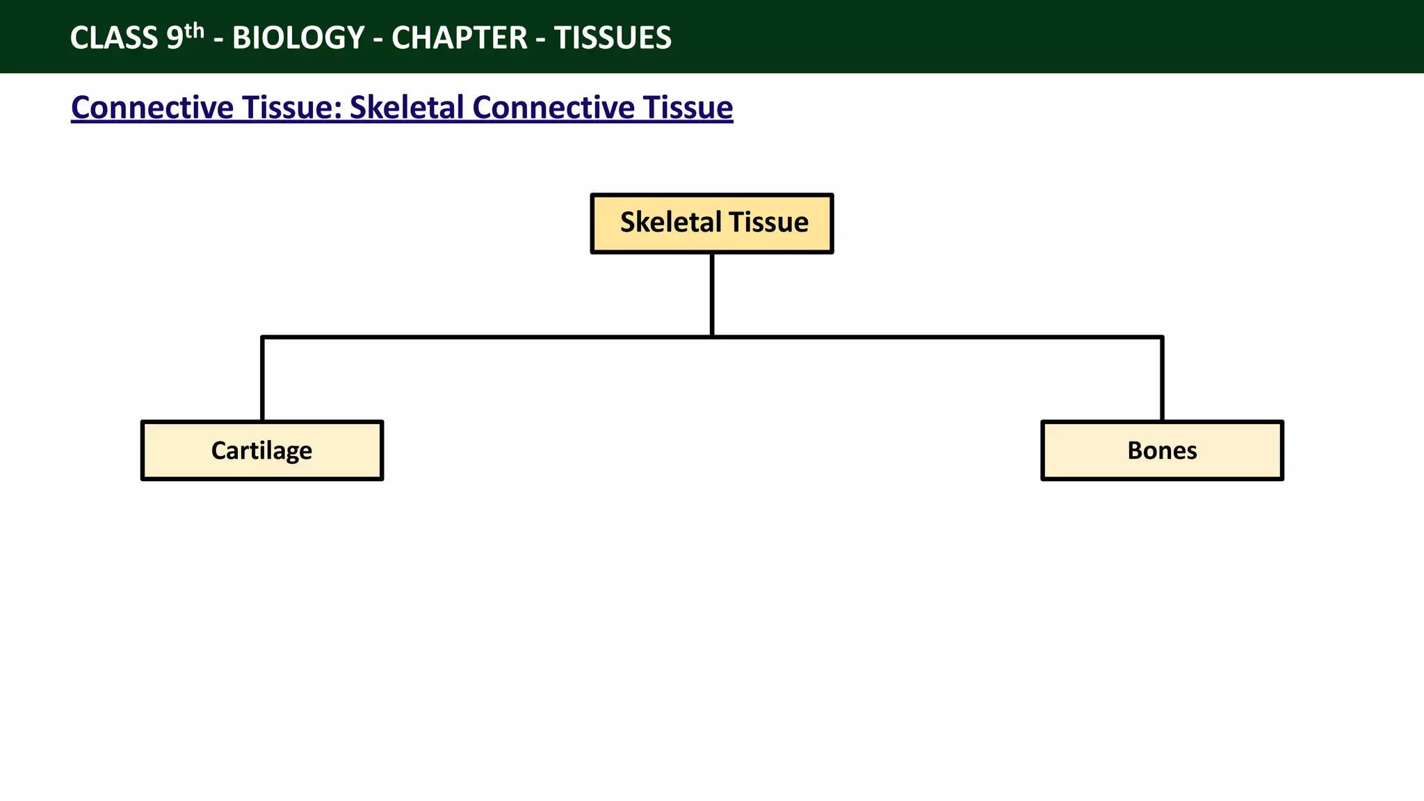 9th Biology - Chapter 2 Tissues.pptx