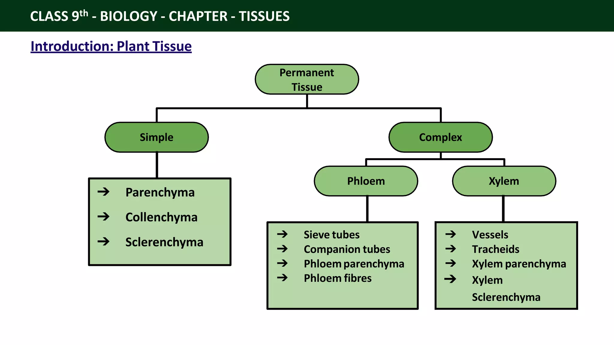 9th Biology - Chapter 2 Tissues.pptx