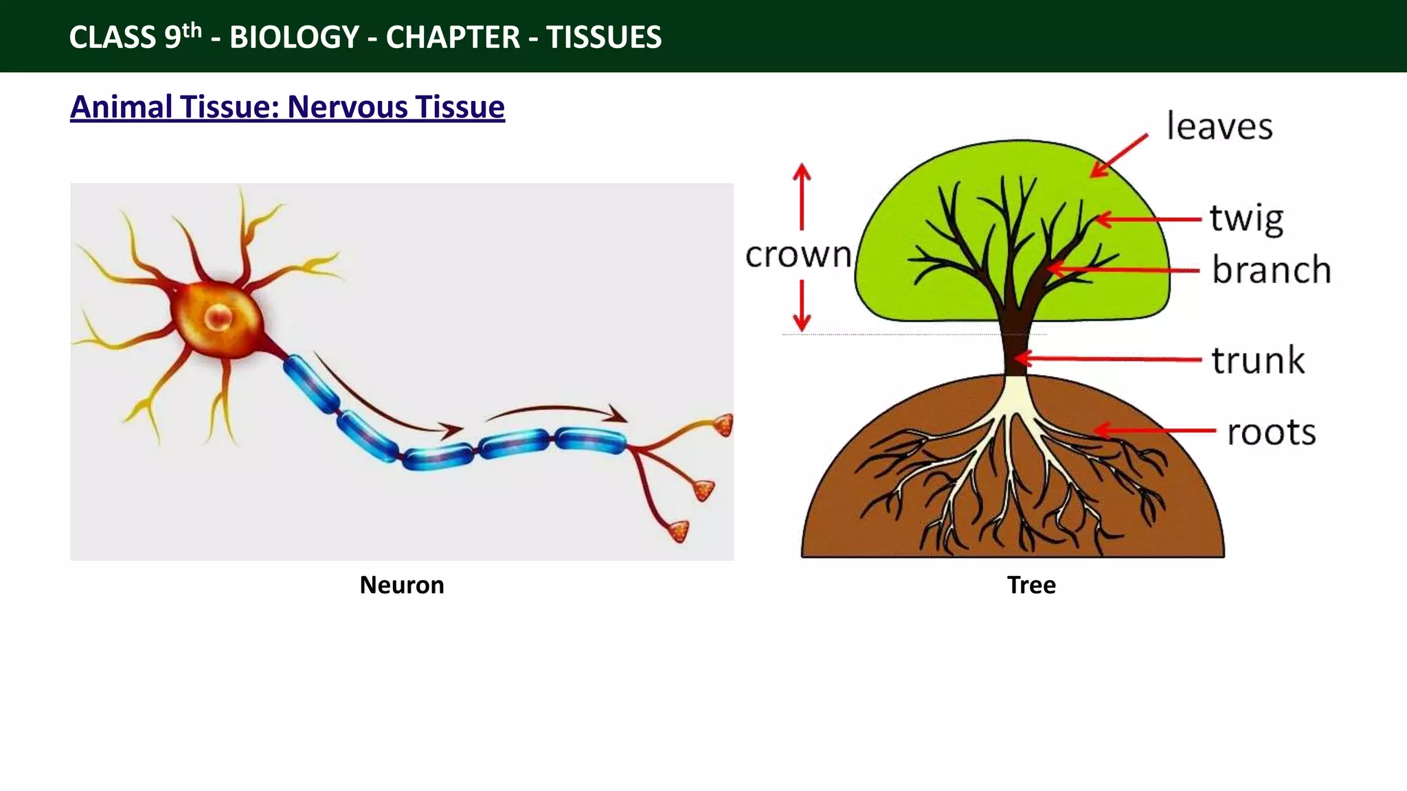9th Biology - Chapter 2 Tissues.pptx