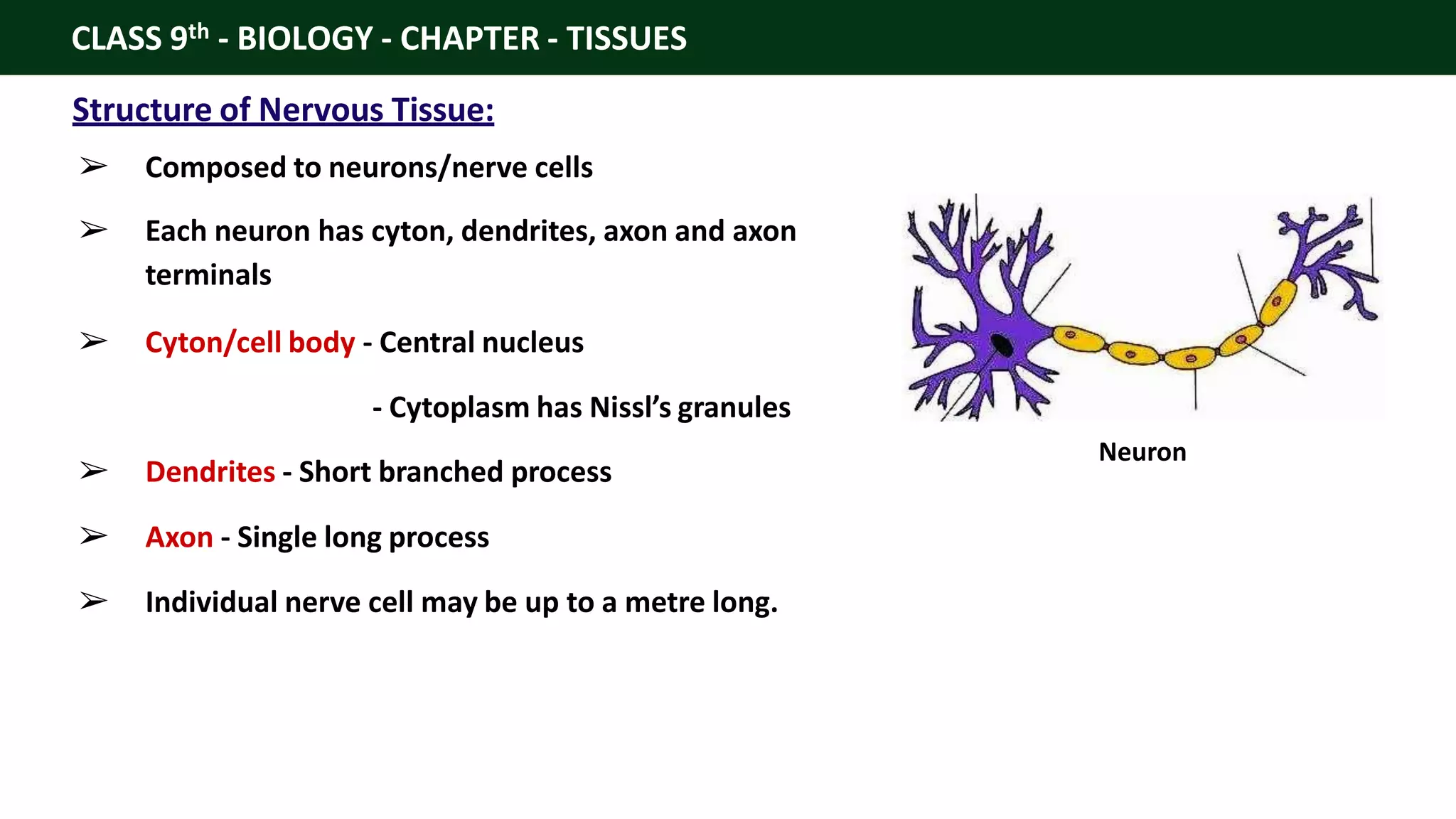 9th Biology - Chapter 2 Tissues.pptx