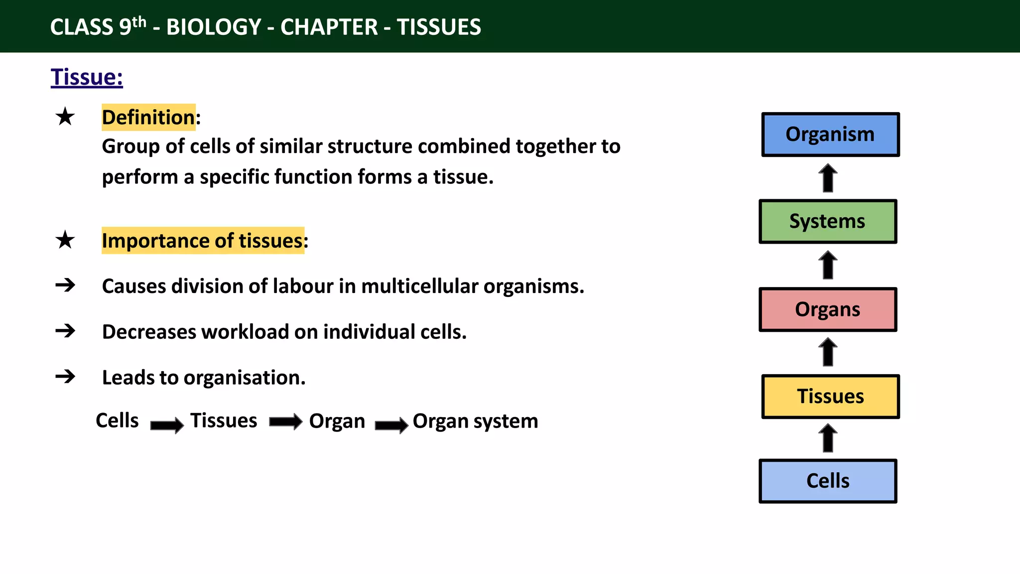 9th Biology - Chapter 2 Tissues.pptx