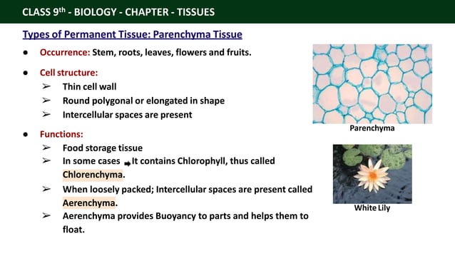 9th Biology - Chapter 2 Tissues.pptx | Gardening | Home & Garden