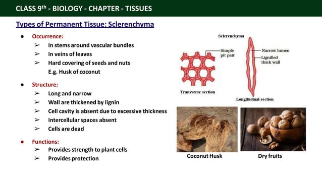 9th Biology - Chapter 2 Tissues.pptx | Gardening | Home & Garden