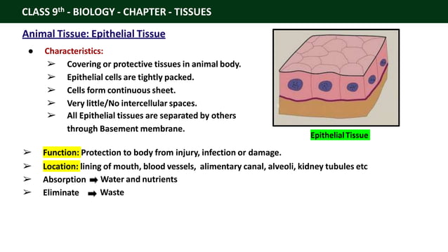 9th Biology - Chapter 2 Tissues.pptx | Gardening | Home & Garden