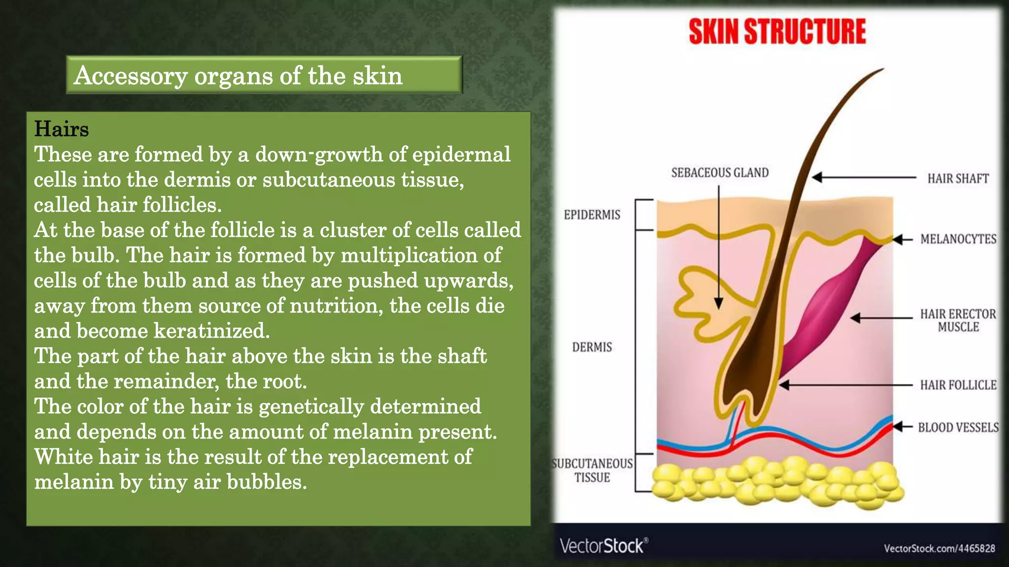 Integumentary system .ppsx