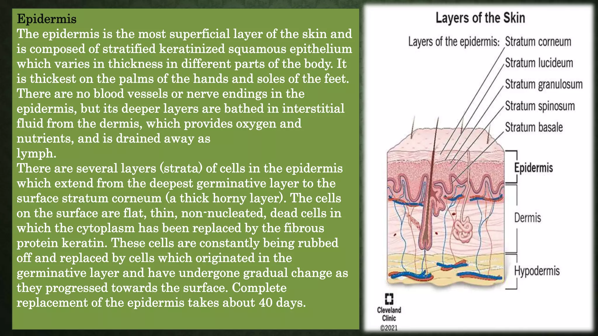 Integumentary system .ppsx