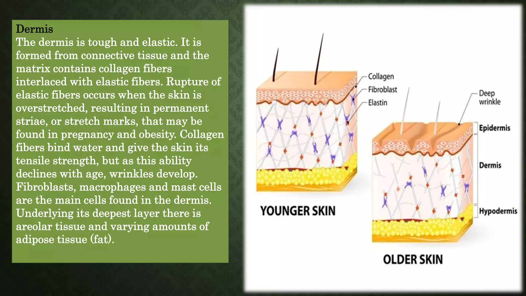 Integumentary system .ppsx