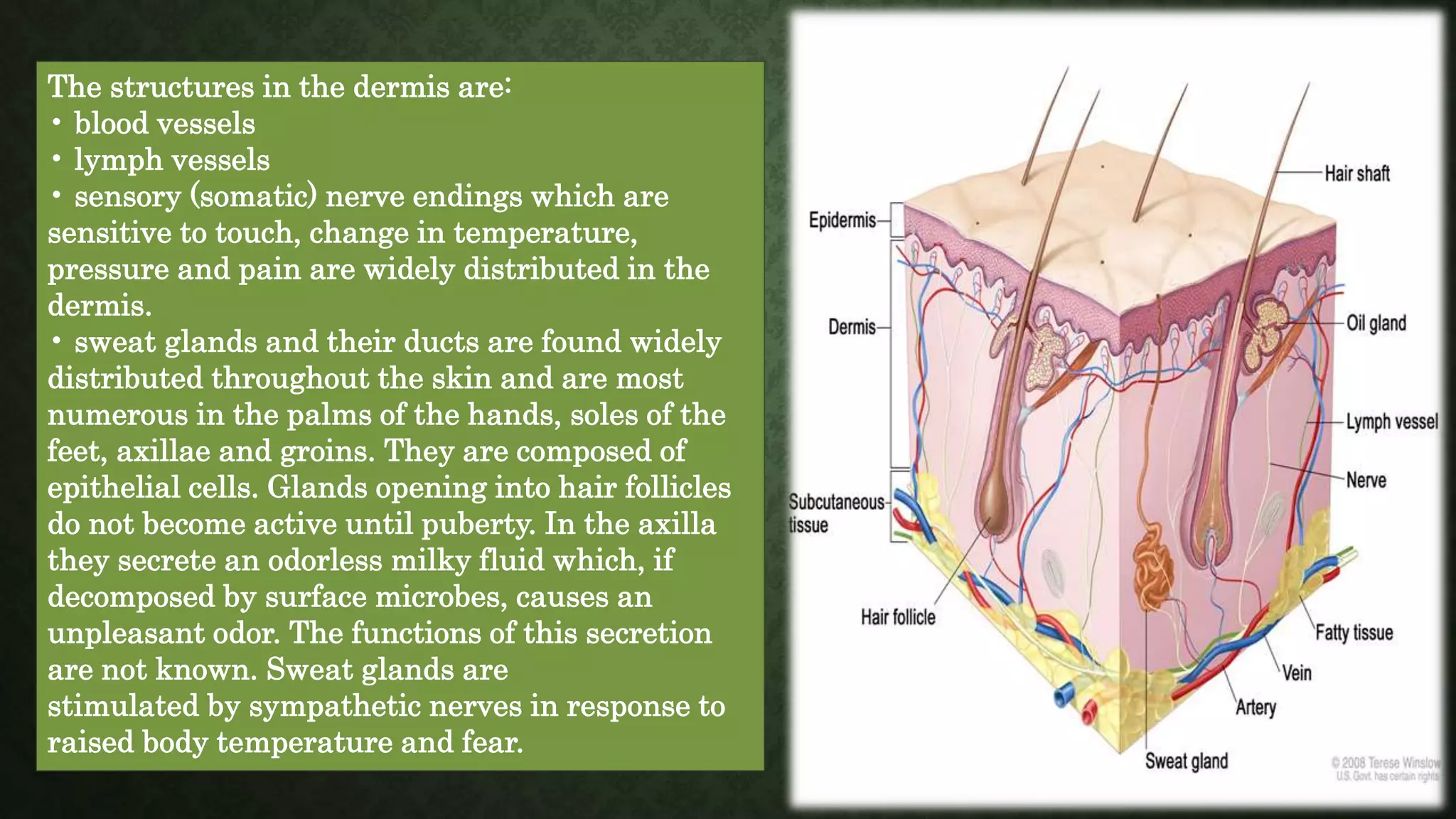 Integumentary system .ppsx