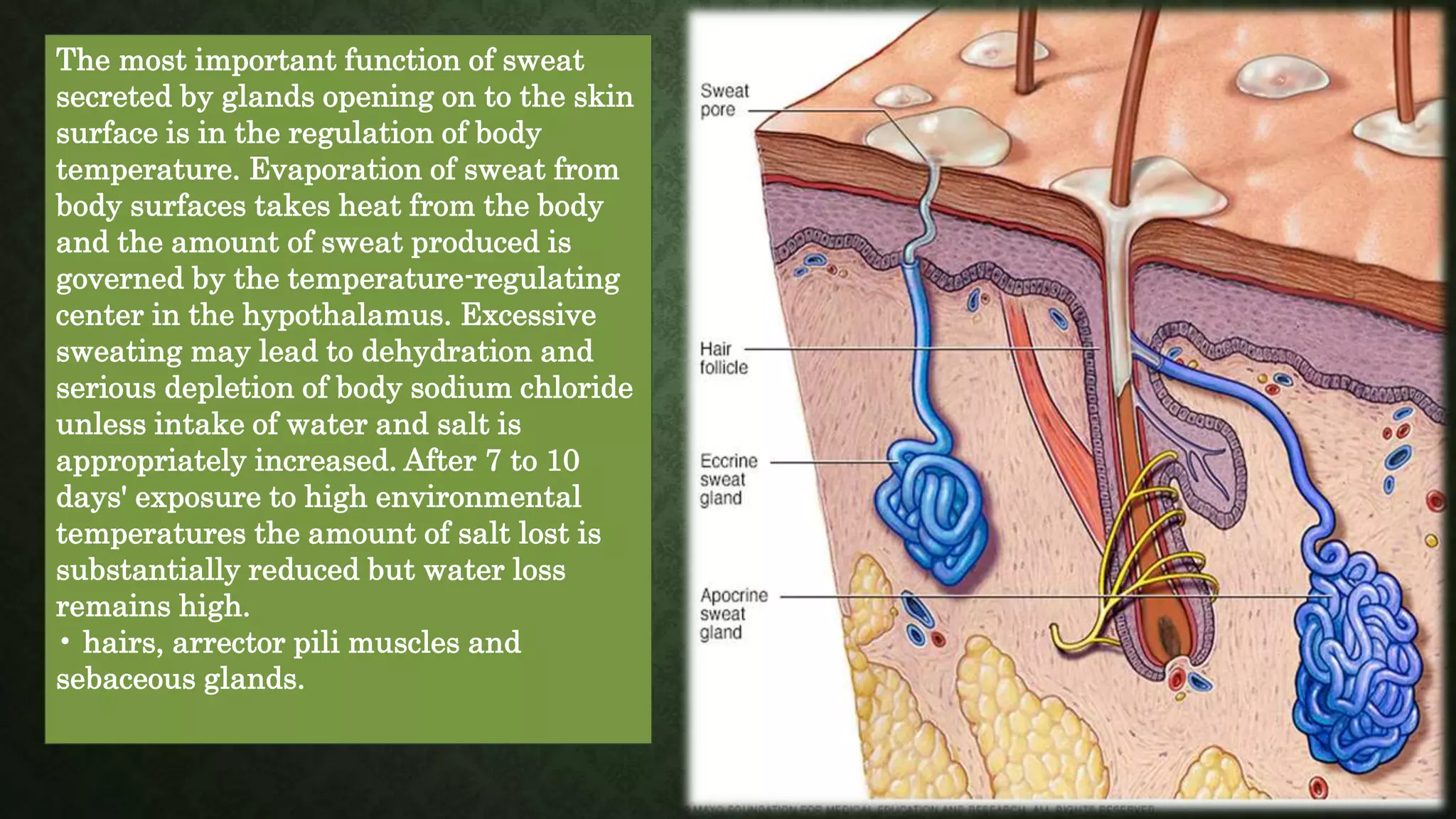 Integumentary system .ppsx