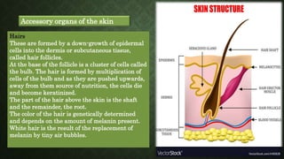 Integumentary system .ppsx
