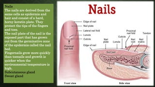 Integumentary system .ppsx