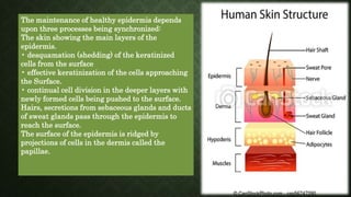 Integumentary system .ppsx