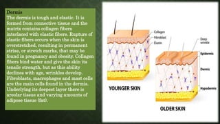 Integumentary system .ppsx