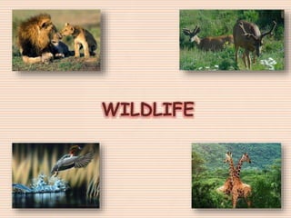 9th Geog Ch5 Natural Vegetation and Wildlife PPT-2.pptx