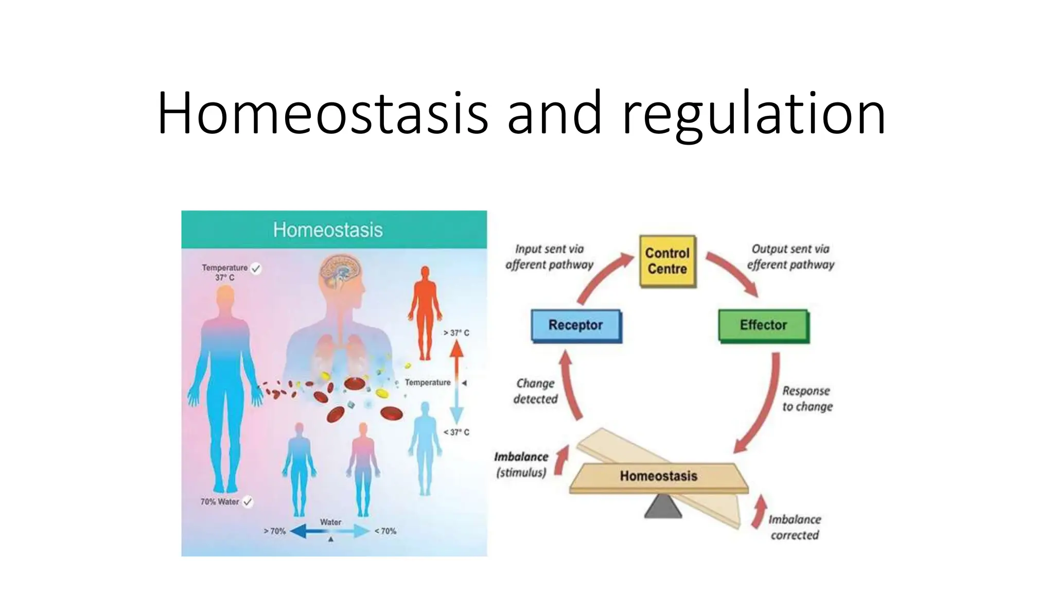 9th grade - Homeostasis and regulation.pptx | Endocrine and Metabolic Diseases | Diseases and ...
