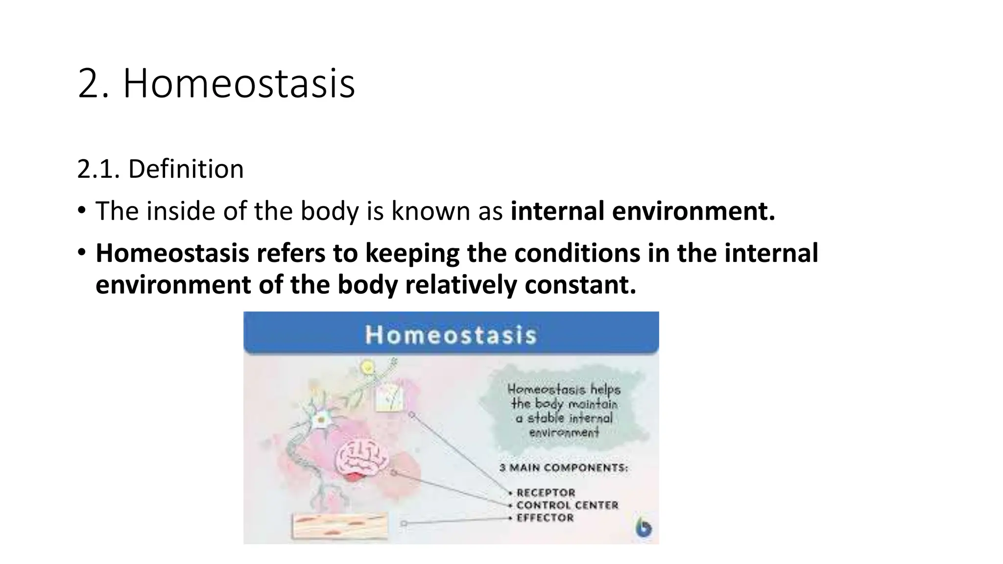 9th grade - Homeostasis and regulation.pptx | Endocrine and Metabolic ...