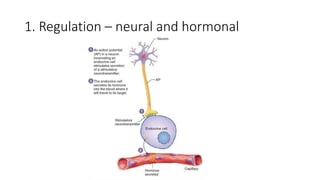 9th grade - Homeostasis and regulation.pptx
