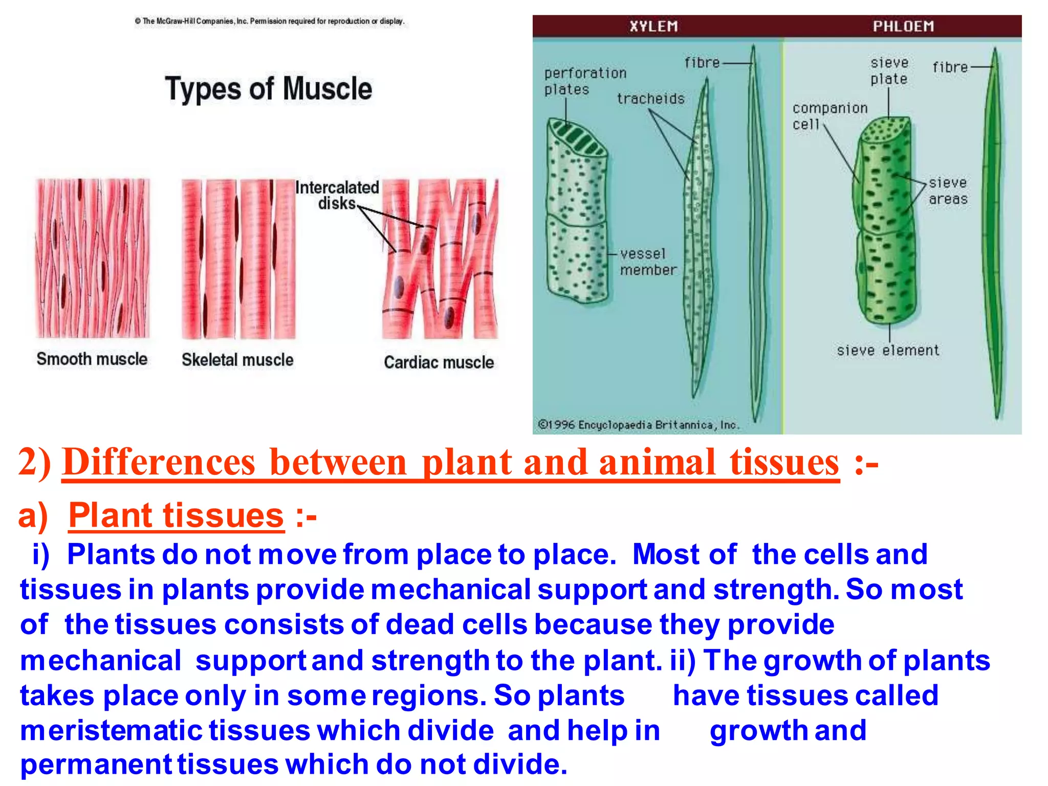 9 th std tissue lesson | DOCX