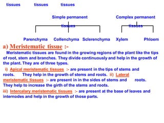 9 th std tissue lesson | DOCX