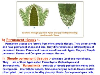 9 th std tissue lesson | DOCX | Gardening | Home & Garden