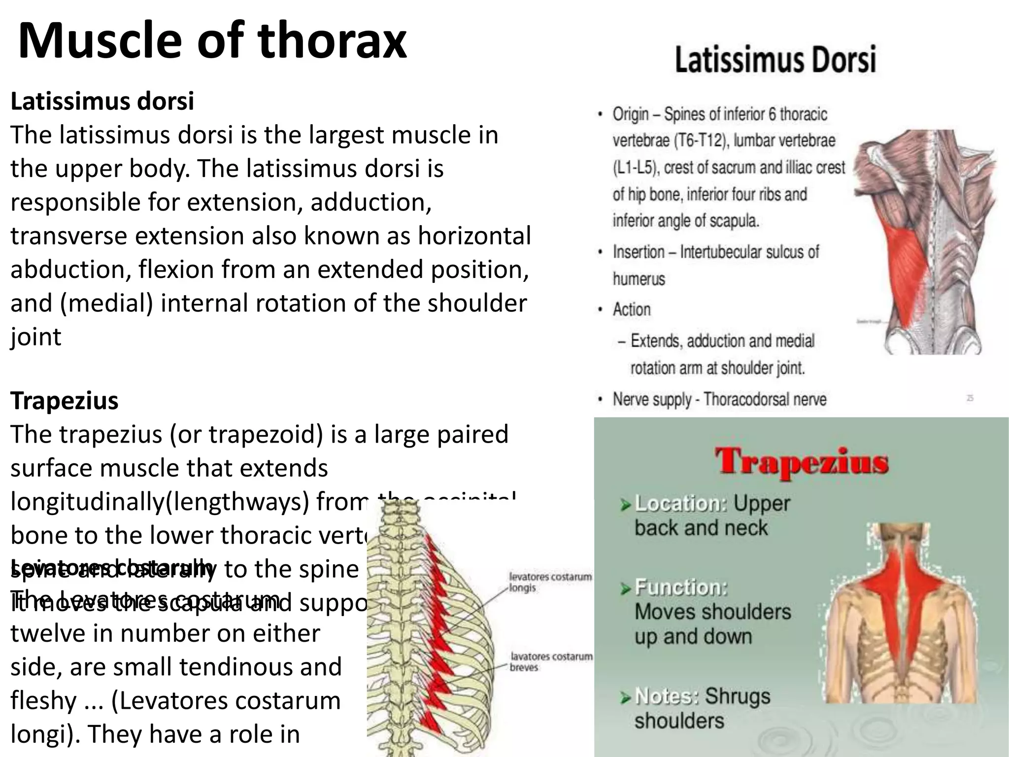 9th Thoracic muscle.pptx