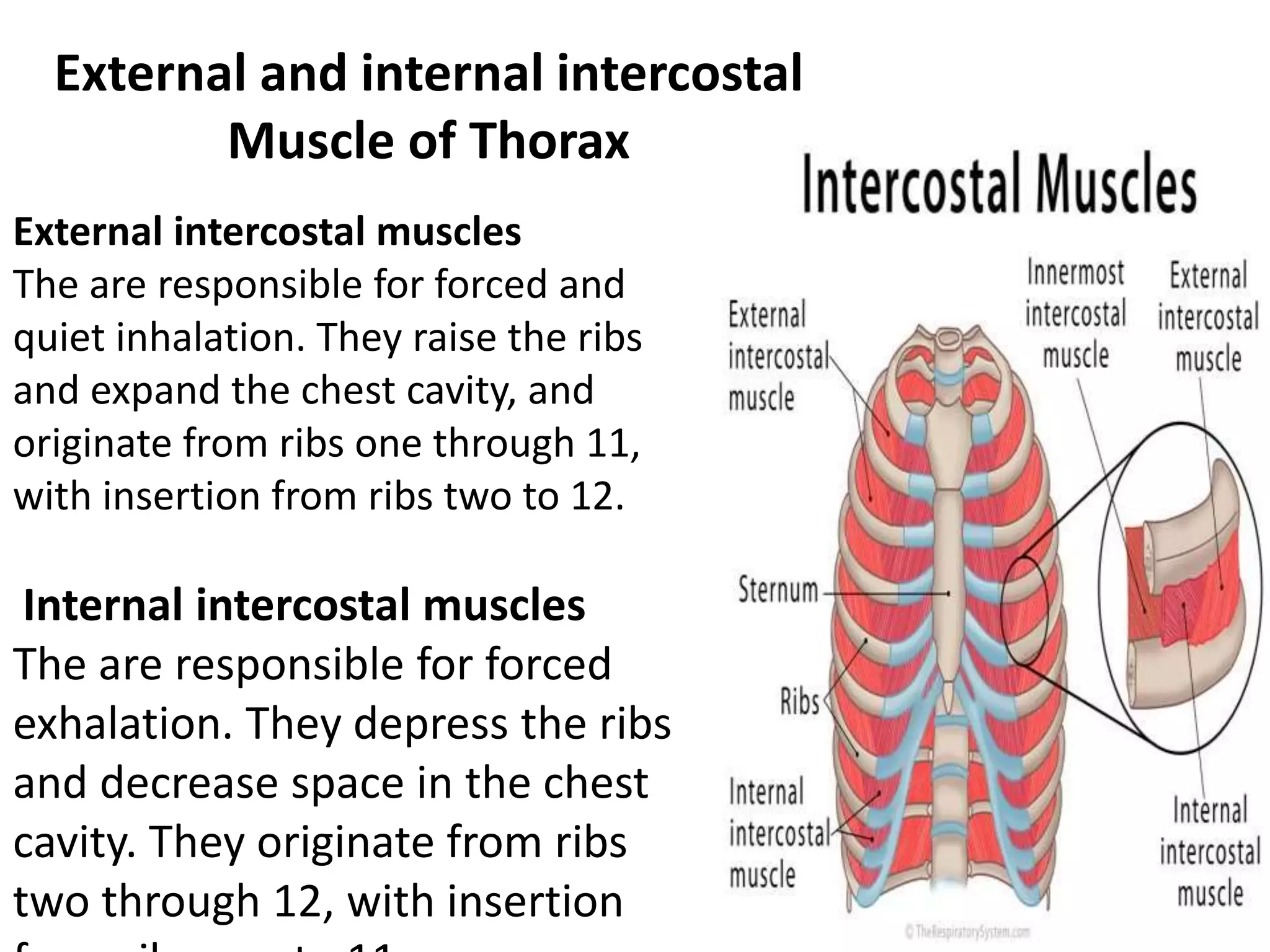 9th Thoracic muscle.pptx | Free Download