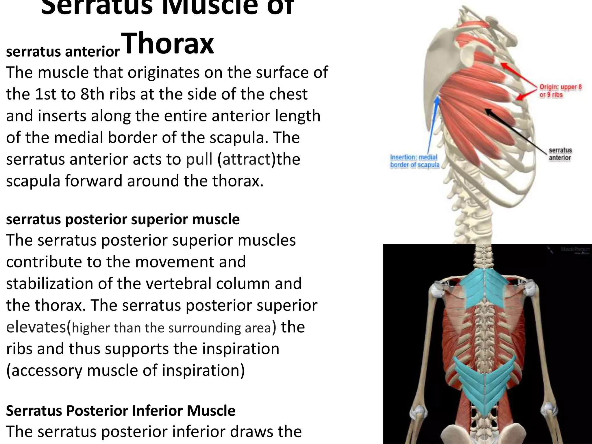9th Thoracic muscle.pptx