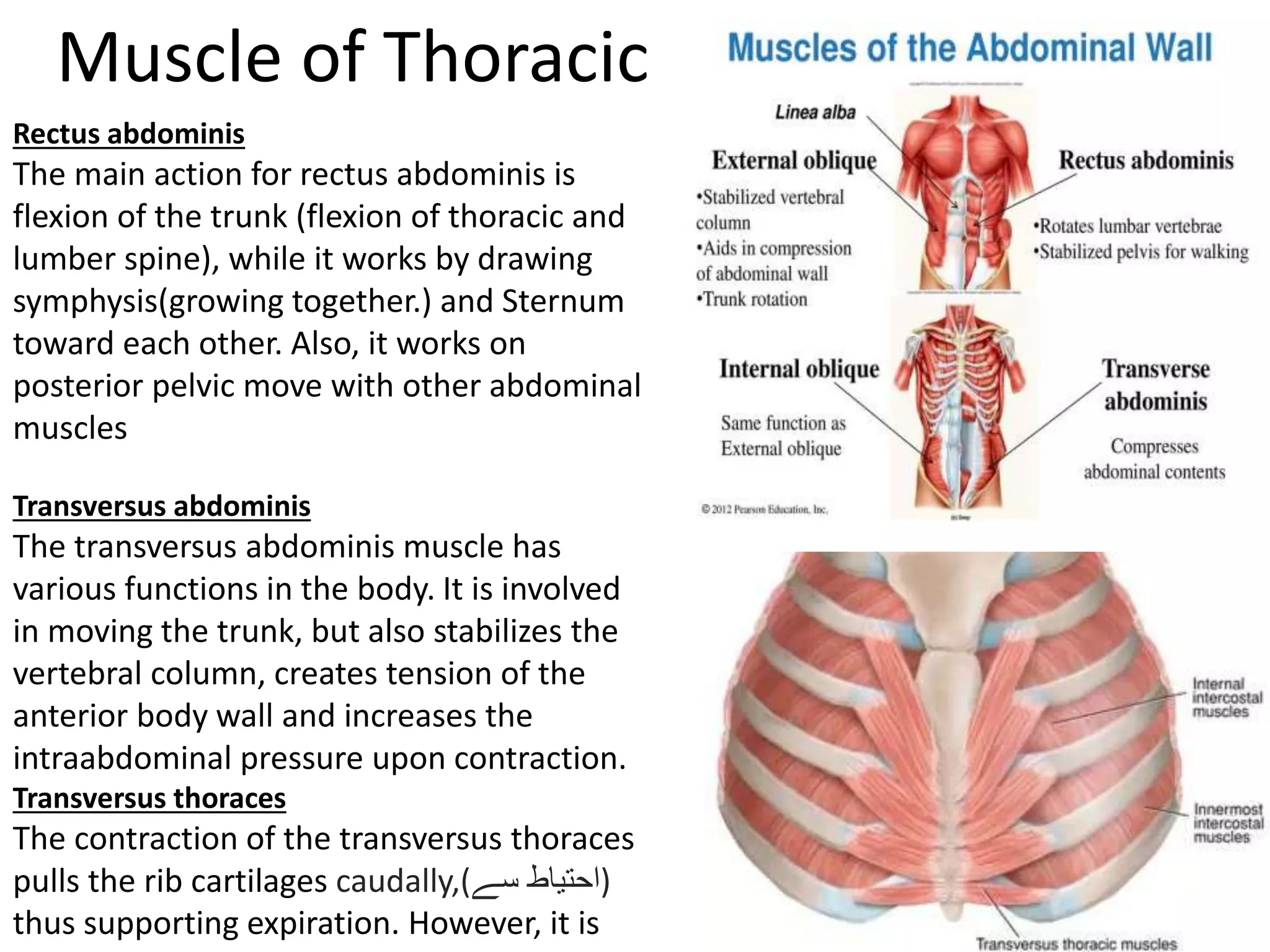 9th Thoracic muscle.pptx | Free Download