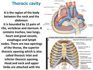 9th Thoracic muscle.pptx