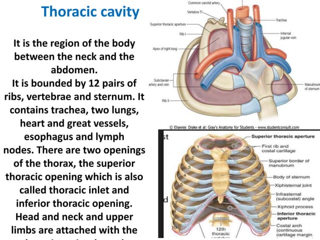 9th Thoracic muscle.pptx