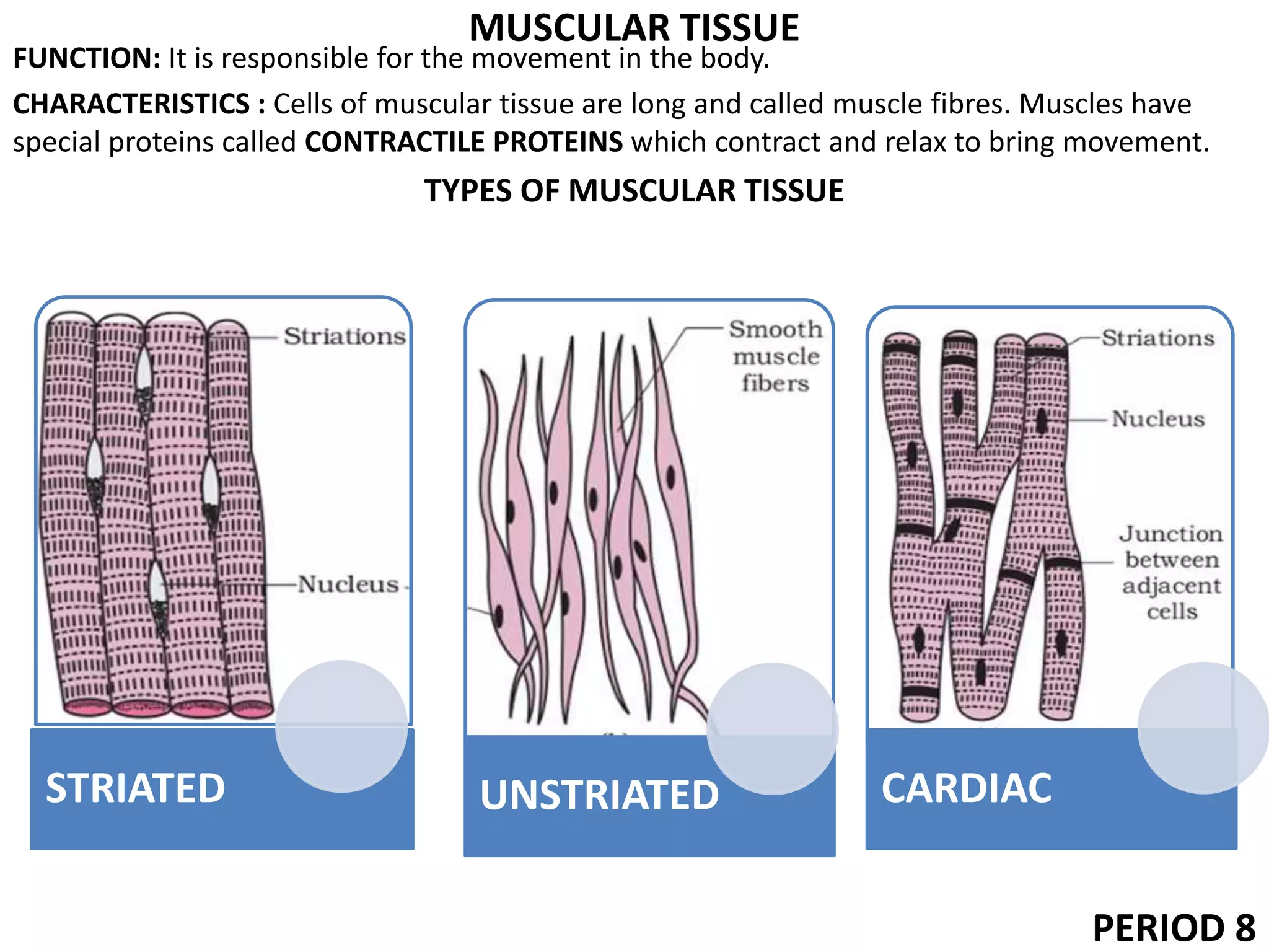 Tissues Class 9 ppt | PPTX