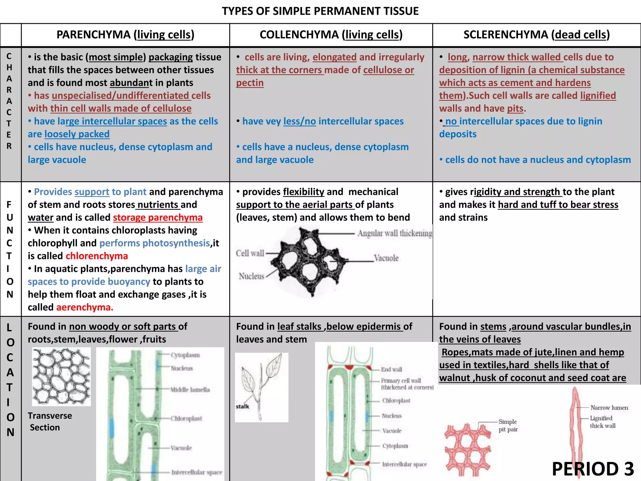 Tissues Class 9 ppt | PPTX