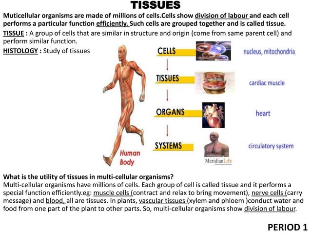 Tissues Class 9 ppt | PPTX