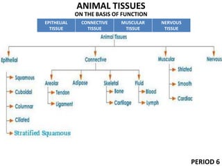 Tissues Class 9 ppt | PPTX