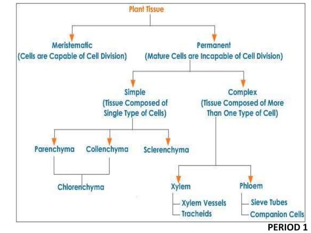 Tissues Class 9 ppt | PPTX