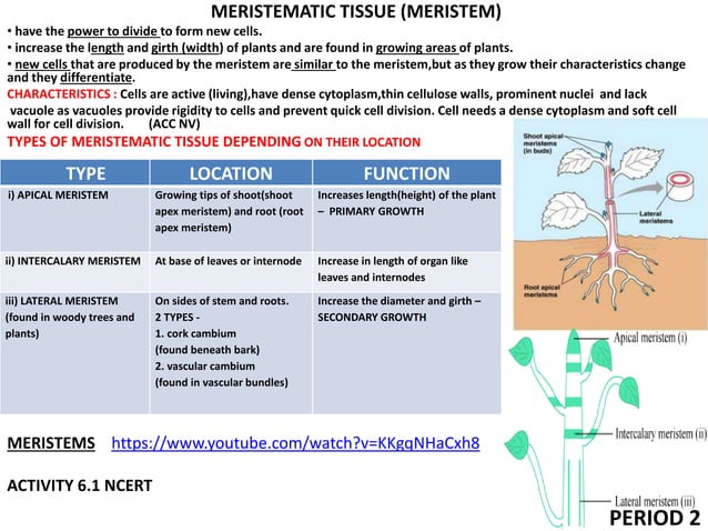Tissues Class 9 ppt | PPTX