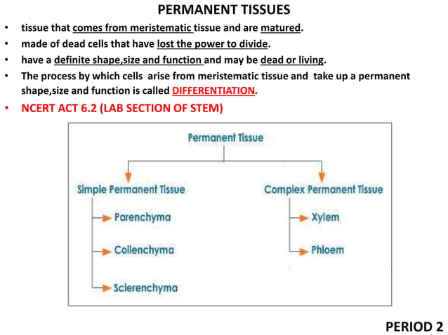 Tissues Class 9 ppt | PPTX