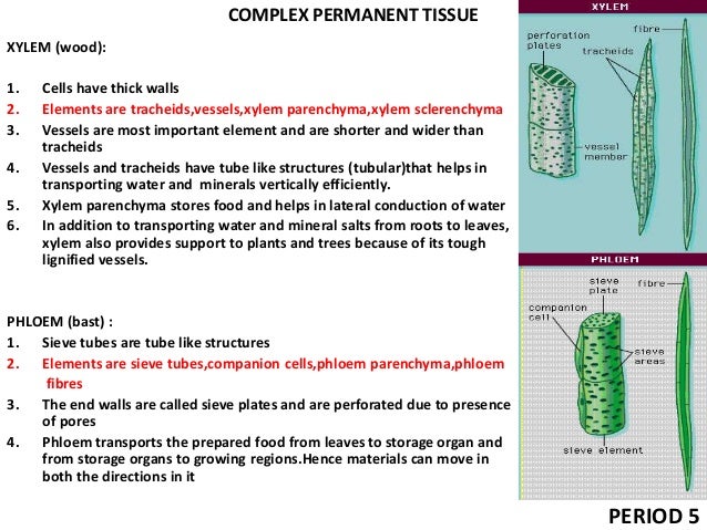Classification Of Permanent Tissue Simple And Complex Tissue