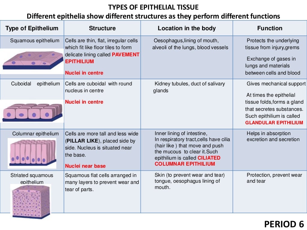 Tissues Class 9 ppt